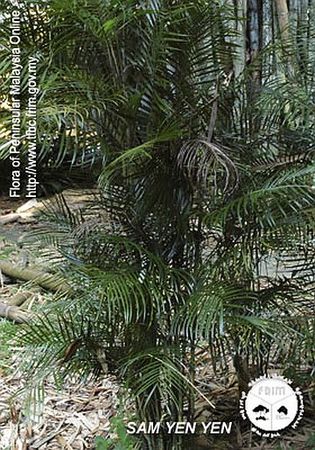 Pinanga subintegra - Palmpedia - Palm Grower's Guide