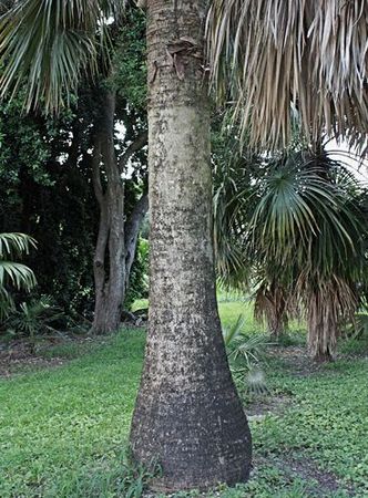 Sabal maritima - Palmpedia - Palm Grower's Guide