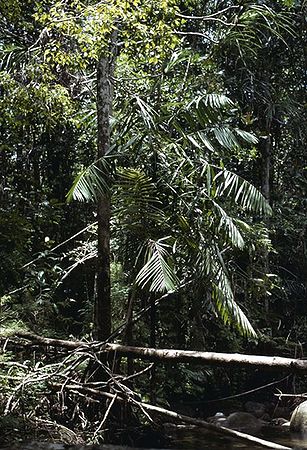 Dypsis rivularis - Palmpedia - Palm Grower's Guide