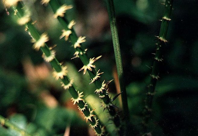 Calamus merrillii - Palmpedia - Palm Grower's Guide