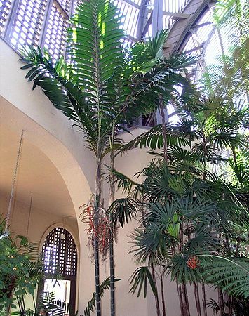 Chamaedorea tepejilote - Palmpedia - Palm Grower's Guide