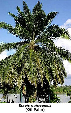 Elaeis guineensis - Palmpedia - Palm Grower's Guide