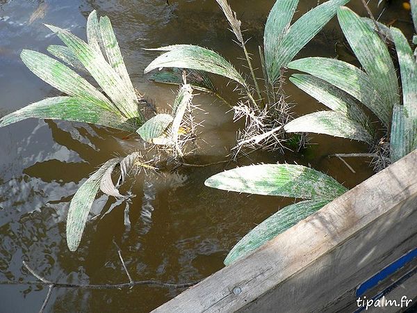 Astrocaryum jauari - Palmpedia - Palm Grower's Guide