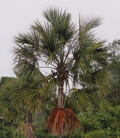 Sabal yapa - Palmpedia - Palm Grower's Guide