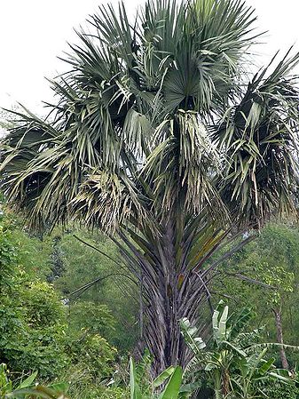Corypha lecomtei - Palmpedia - Palm Grower's Guide
