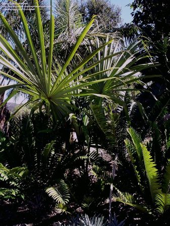 Sabal yapa - Palmpedia - Palm Grower's Guide