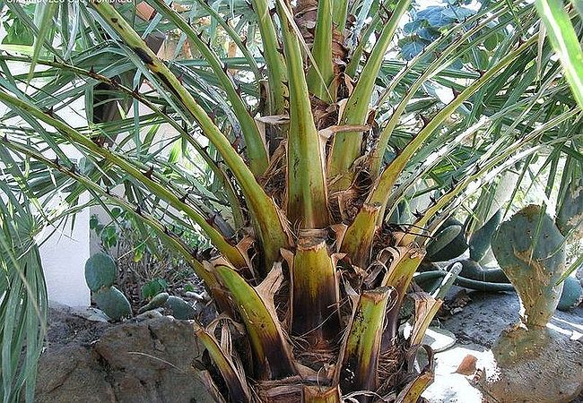 Copernicia alba - Palmpedia - Palm Grower's Guide