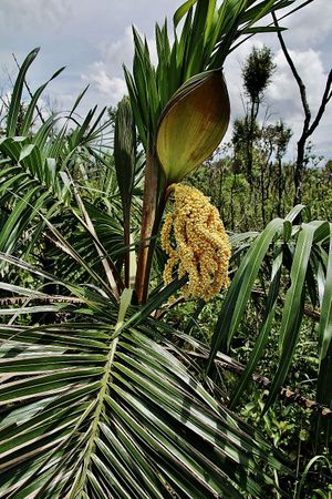 Syagrus comosa - Palmpedia - Palm Grower's Guide