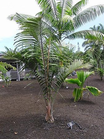 Orania trispatha - Palmpedia - Palm Grower's Guide