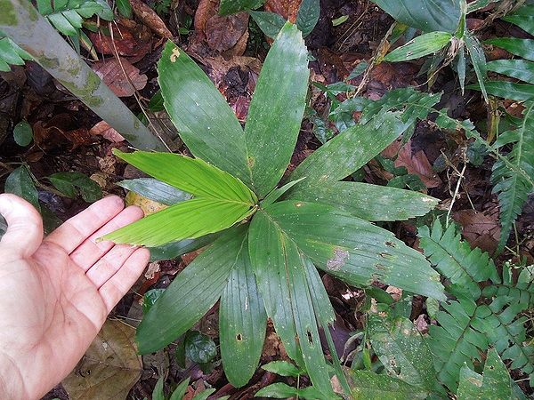 Balaka longirostris - Palmpedia - Palm Grower's Guide