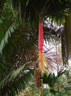 Areca macrocalyx var. 'Marie' - Palmpedia - Palm Grower's Guide