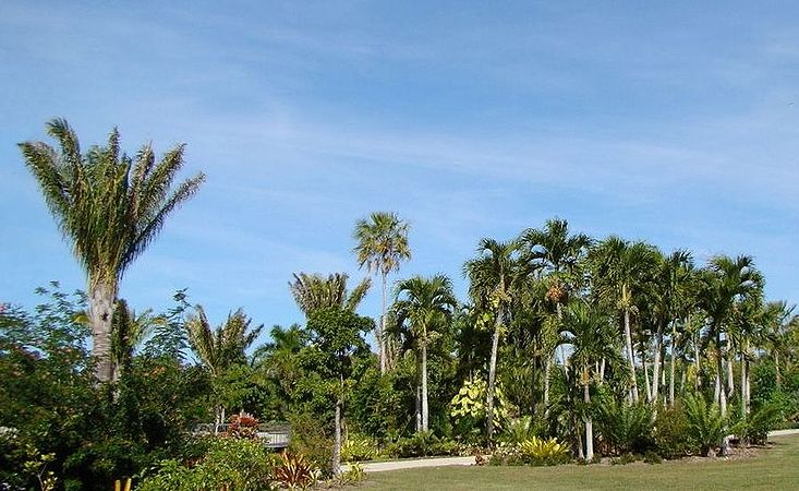 Attalea cohune - Palmpedia - Palm Grower's Guide