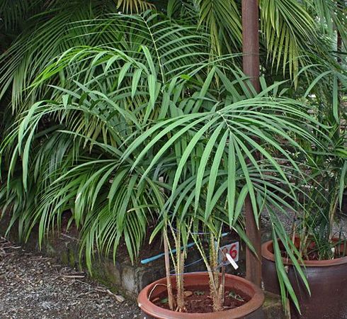 Calamus peregrinus - Palmpedia - Palm Grower's Guide