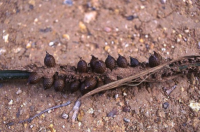 Calamus harmandii - Palmpedia - Palm Grower's Guide