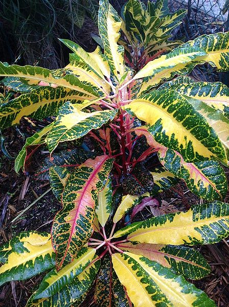 CORNELIUS - Palmpedia - Palm Grower's Guide