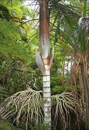 Cyphophoenix alba - Palmpedia - Palm Grower's Guide