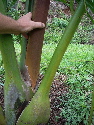 Chrysalidocarpus canaliculatus - Palmpedia - Palm Grower's Guide