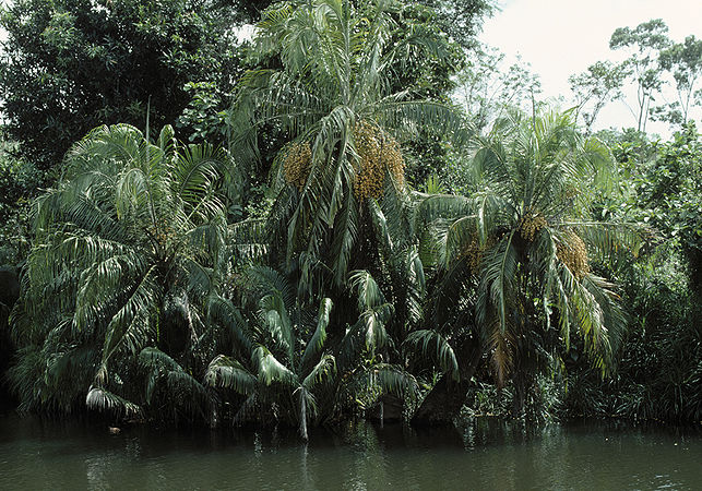 Ravenea musicalis - Palmpedia - Palm Grower's Guide