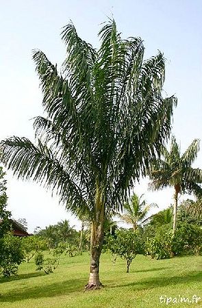 Young Oenocarpus bacaba (good fruiting palm) | Tropical garden, Plants ...