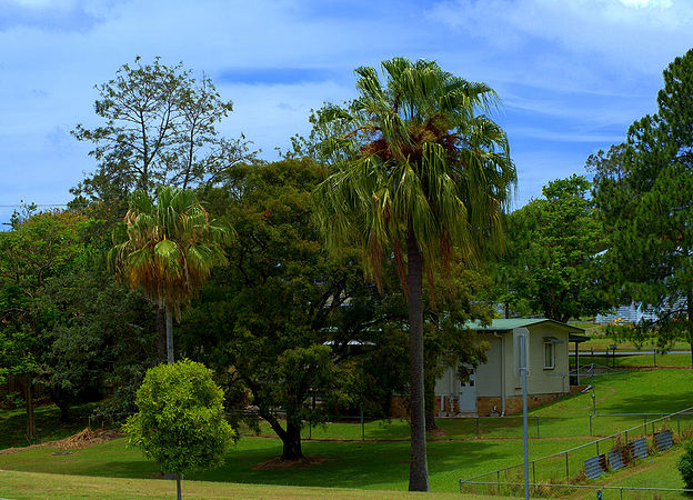 Livistona nitida - Palmpedia - Palm Grower's Guide