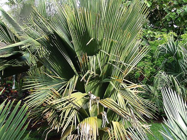 Copernicia rigida - Palmpedia - Palm Grower's Guide