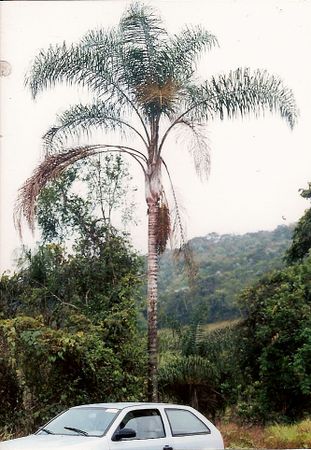 Syagrus macrocarpa - Palmpedia - Palm Grower's Guide
