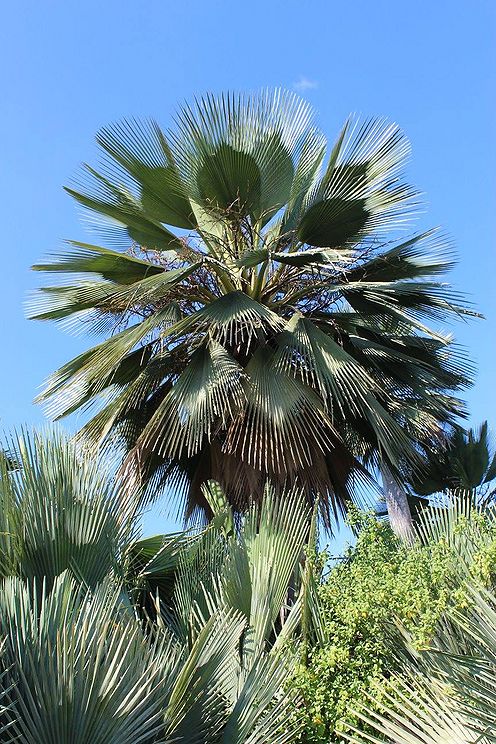 Copernicia gigas - Palmpedia - Palm Grower's Guide