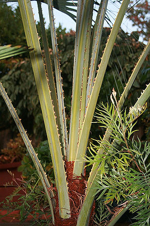 Brahea clara - Palmpedia - Palm Grower's Guide