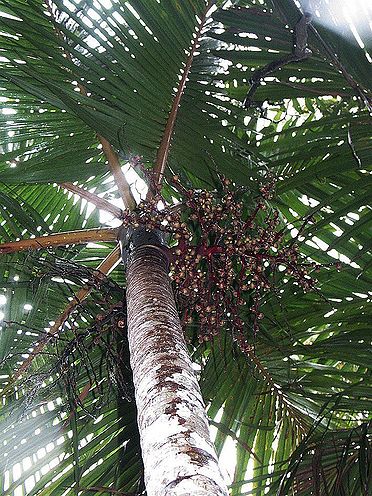 Loxococcus rupicola - Palmpedia - Palm Grower's Guide