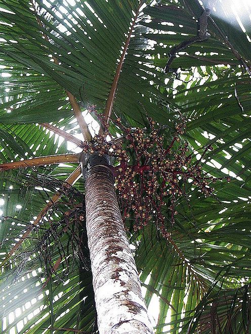 Loxococcus rupicola - Palmpedia - Palm Grower's Guide