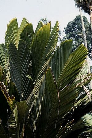Salacca magnifica - Palmpedia - Palm Grower's Guide