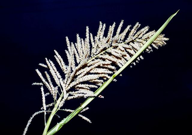 Ravenea rivularis - Palmpedia - Palm Grower's Guide