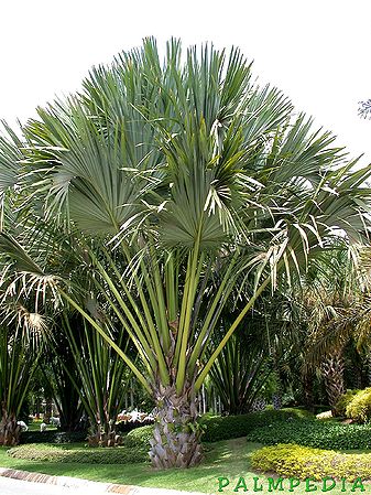 Corypha lecomtei - Palmpedia - Palm Grower's Guide