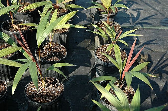 Loxococcus rupicola - Palmpedia - Palm Grower's Guide