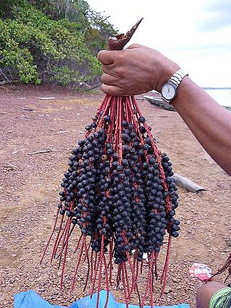 Oenocarpus bacaba - Palmpedia - Palm Grower's Guide