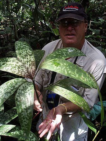 Pinanga disticha - Palmpedia - Palm Grower's Guide