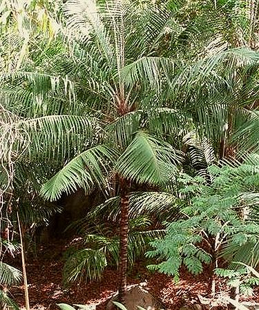 Ravenea madagascariensis var. 'monticola' - Palmpedia - Palm Grower's Guide