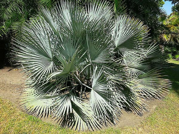 Brahea decumbens - Palmpedia - Palm Grower's Guide