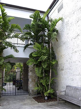 Ptychosperma schefferi - Palmpedia - Palm Grower's Guide