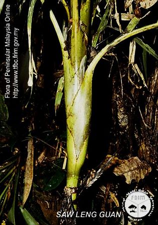 Areca tunku - Palmpedia - Palm Grower's Guide