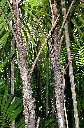 Bactris concinna - Palmpedia - Palm Grower's Guide