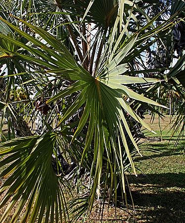 Hyphaene dichotoma - Palmpedia - Palm Grower's Guide