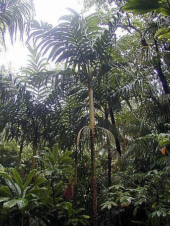Pinanga javana - Palmpedia - Palm Grower's Guide
