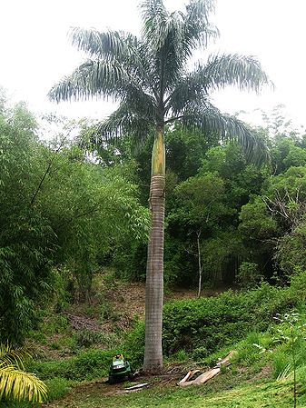 Roystonea oleracea - Palmpedia - Palm Grower's Guide