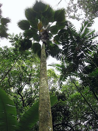 Pritchardia pacifica - Palmpedia - Palm Grower's Guide