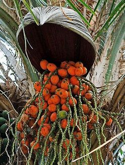 Syagrus botryophora - Palmpedia - Palm Grower's Guide