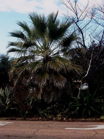 Washingtonia filibusta - Palmpedia - Palm Grower's Guide