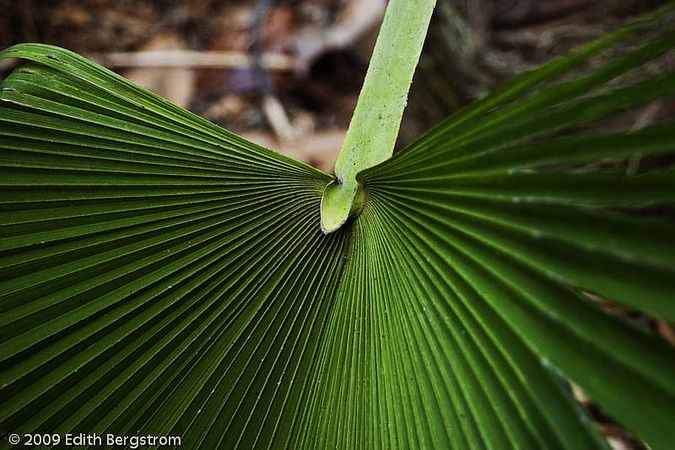 Trachycarpus martianus - Palmpedia - Palm Grower's Guide