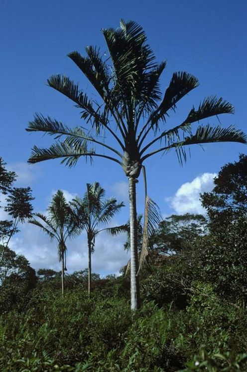 Orania trispatha - Palmpedia - Palm Grower's Guide