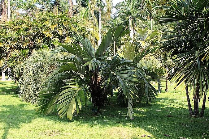Astrocaryum malybo - Palmpedia - Palm Grower's Guide